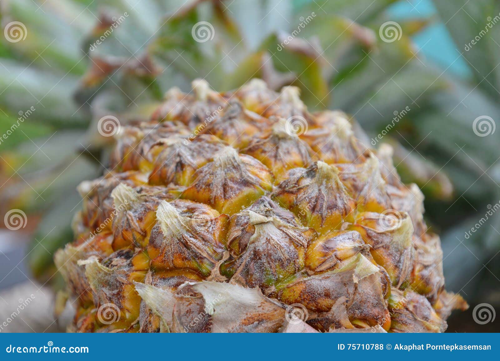 Close Up of Pineapple Spiny Texture Stock Photo - Image of agriculture ...