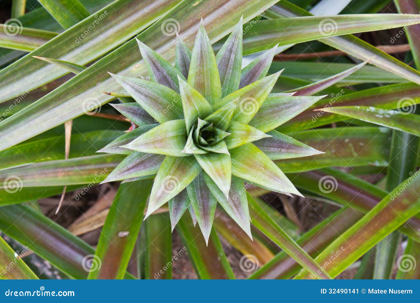 Close-up of Pineapple Sucker Stock Image - Image of farm, field: 32490141