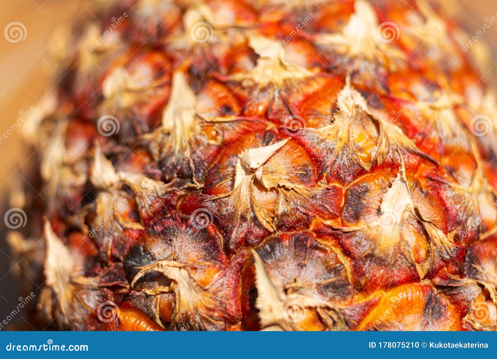 Close-up of Pineapple Tree Fruit. Tropical Sweet Fruits Stock Photo ...
