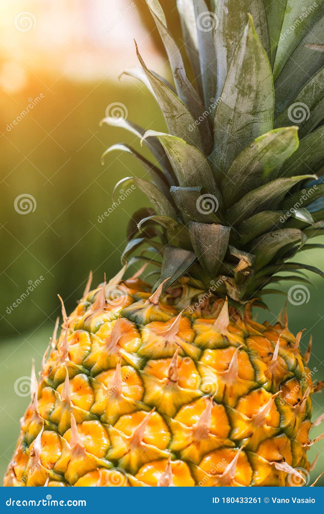 Close up of pineapple stock image. Image of dessert - 180433261