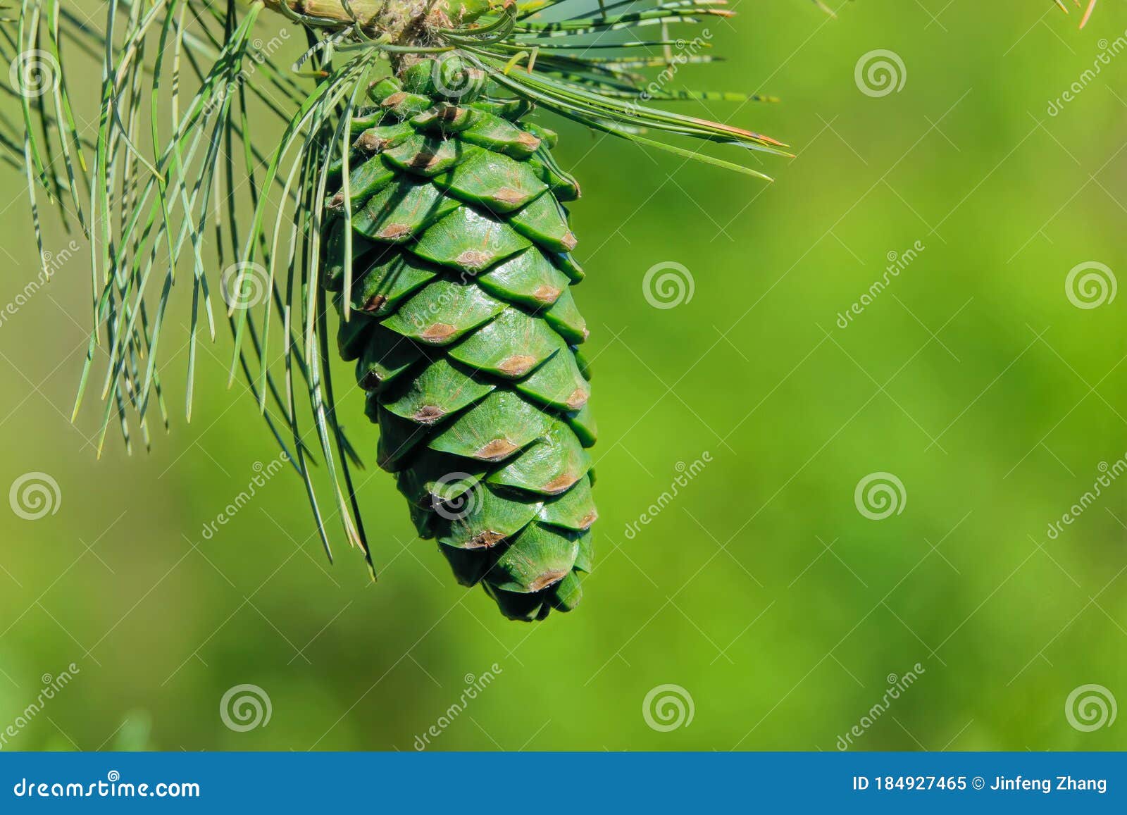 Eastern White Pine stock image. Image of fruit, plant - 184927465
