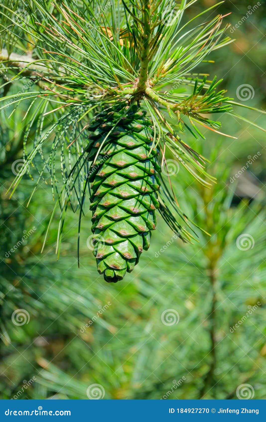 Eastern White Pine stock photo. Image of scientific - 184927270
