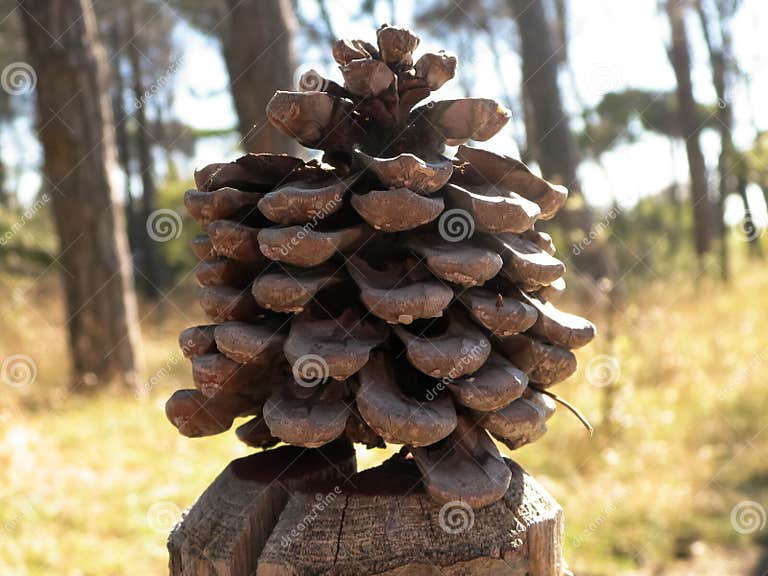 Pinecone of a tree stock image. Image of tree, nature - 265598669