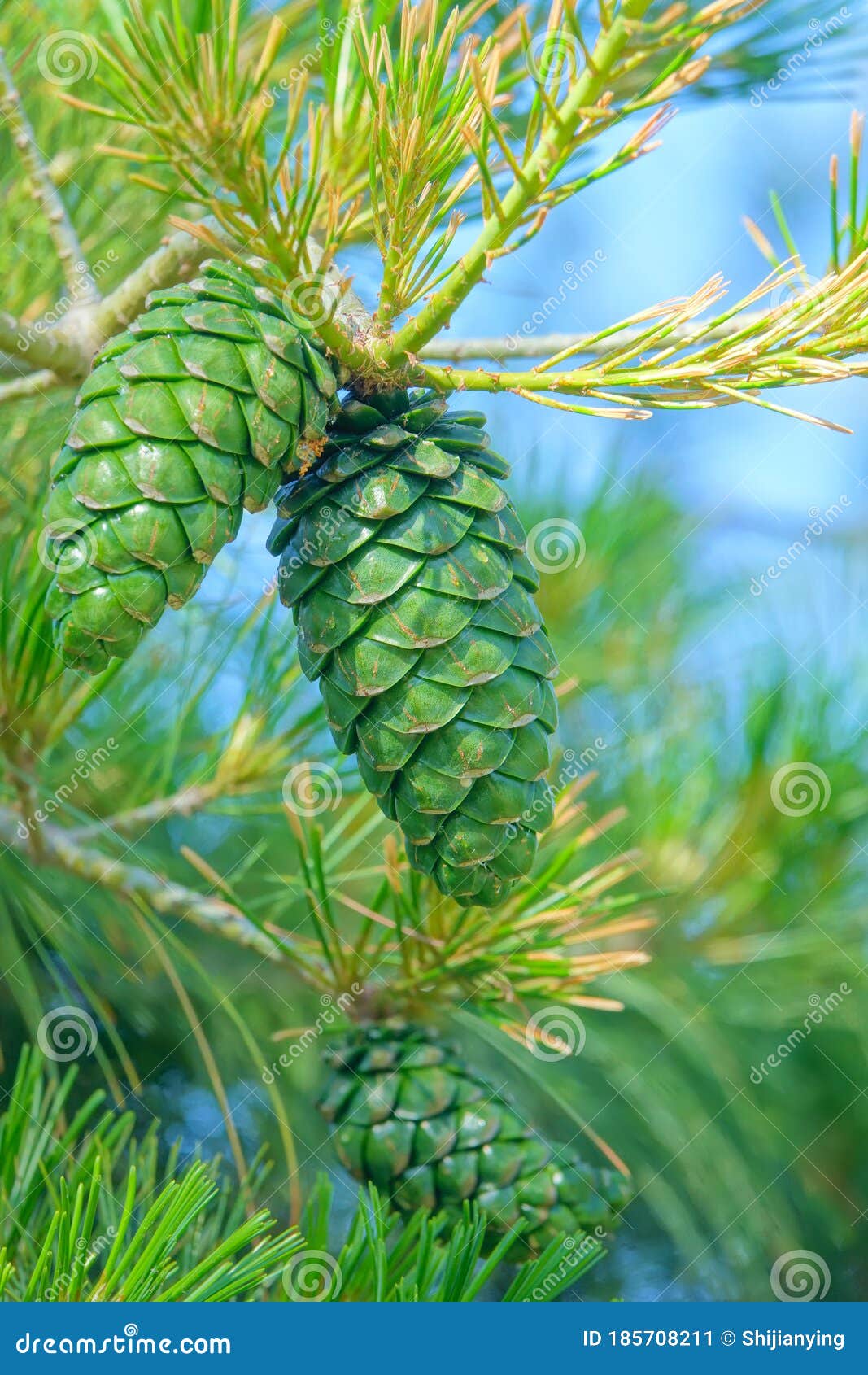 Pinecone stock image. Image of fruitage, fruit, wallichiana - 185708211