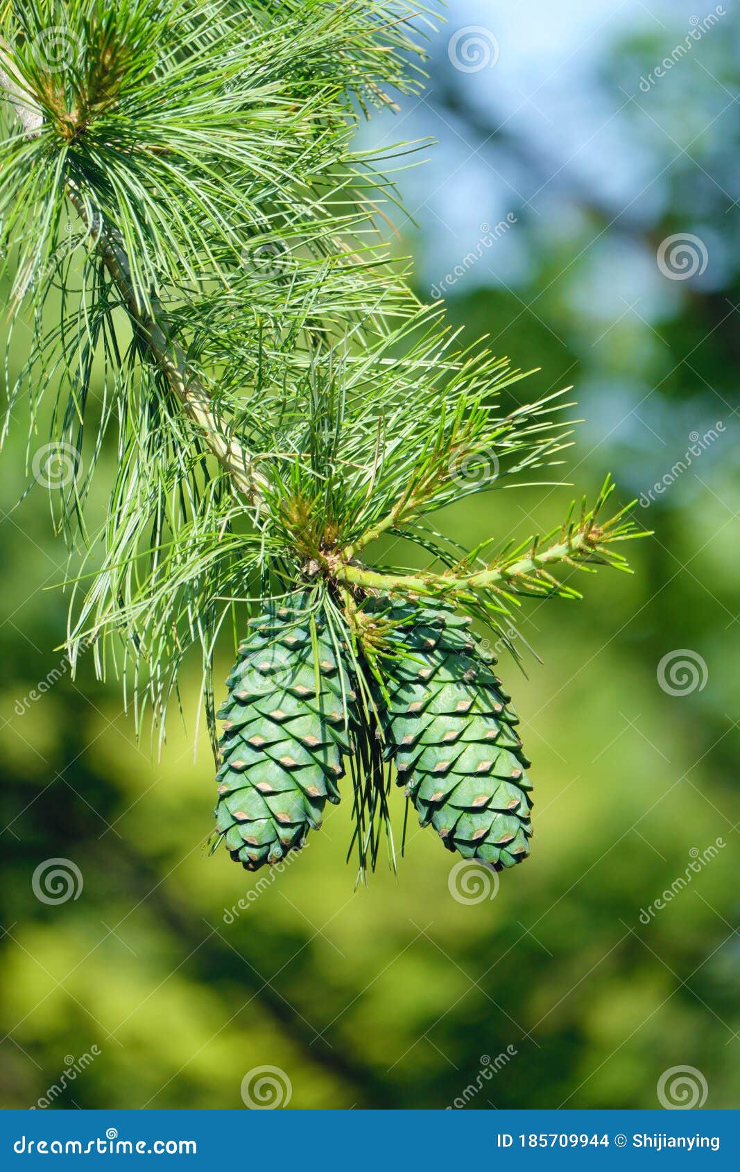 Pinecone stock photo. Image of cone, nature, fruit, fruits - 185709944