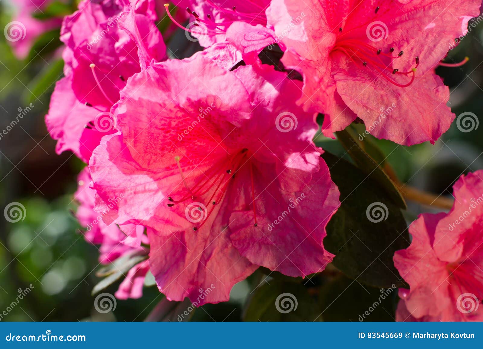 Close-up of pink azaleas. stock image. Image of leaves - 83545669
