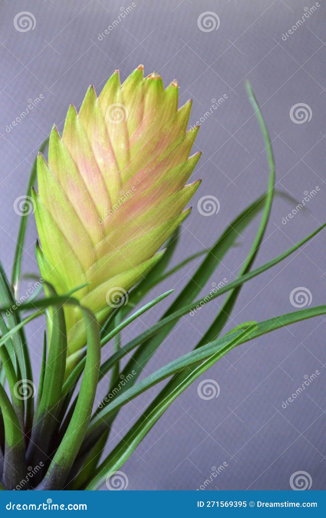 Pink Bromeliad Flower,Aechmea Fasciata, Bromeliaceae. Stock Image ...