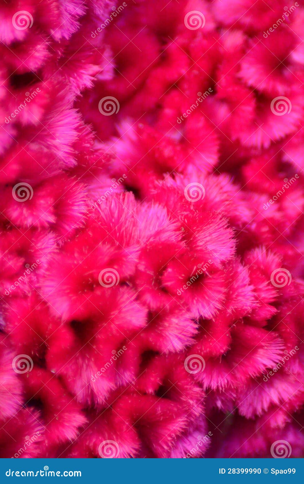 A Close Up of Pink Cockscomb Flower Stock Photo - Image of flower ...