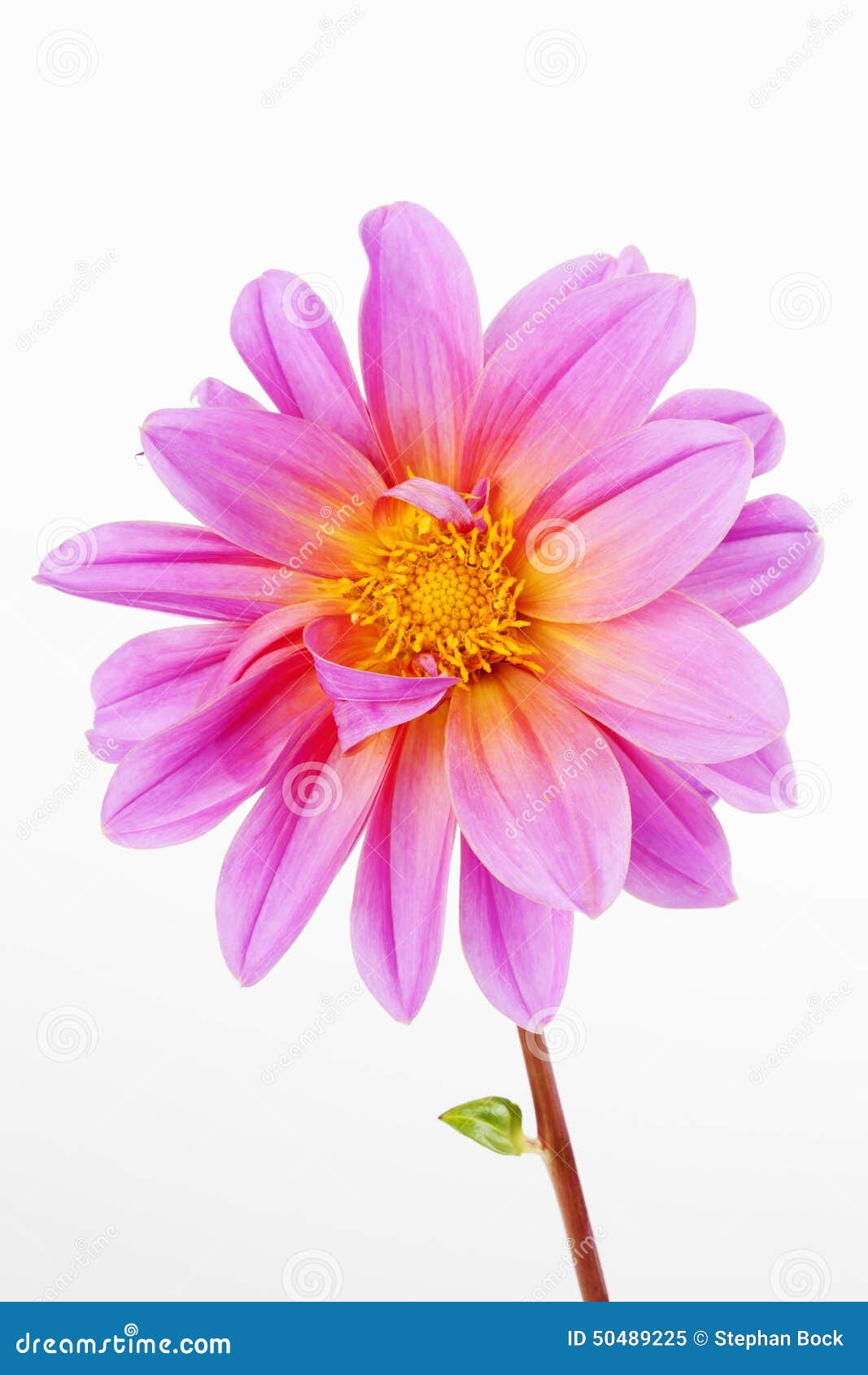 Close Up of Pink Dahlia on White Background Stock Image - Image of ...