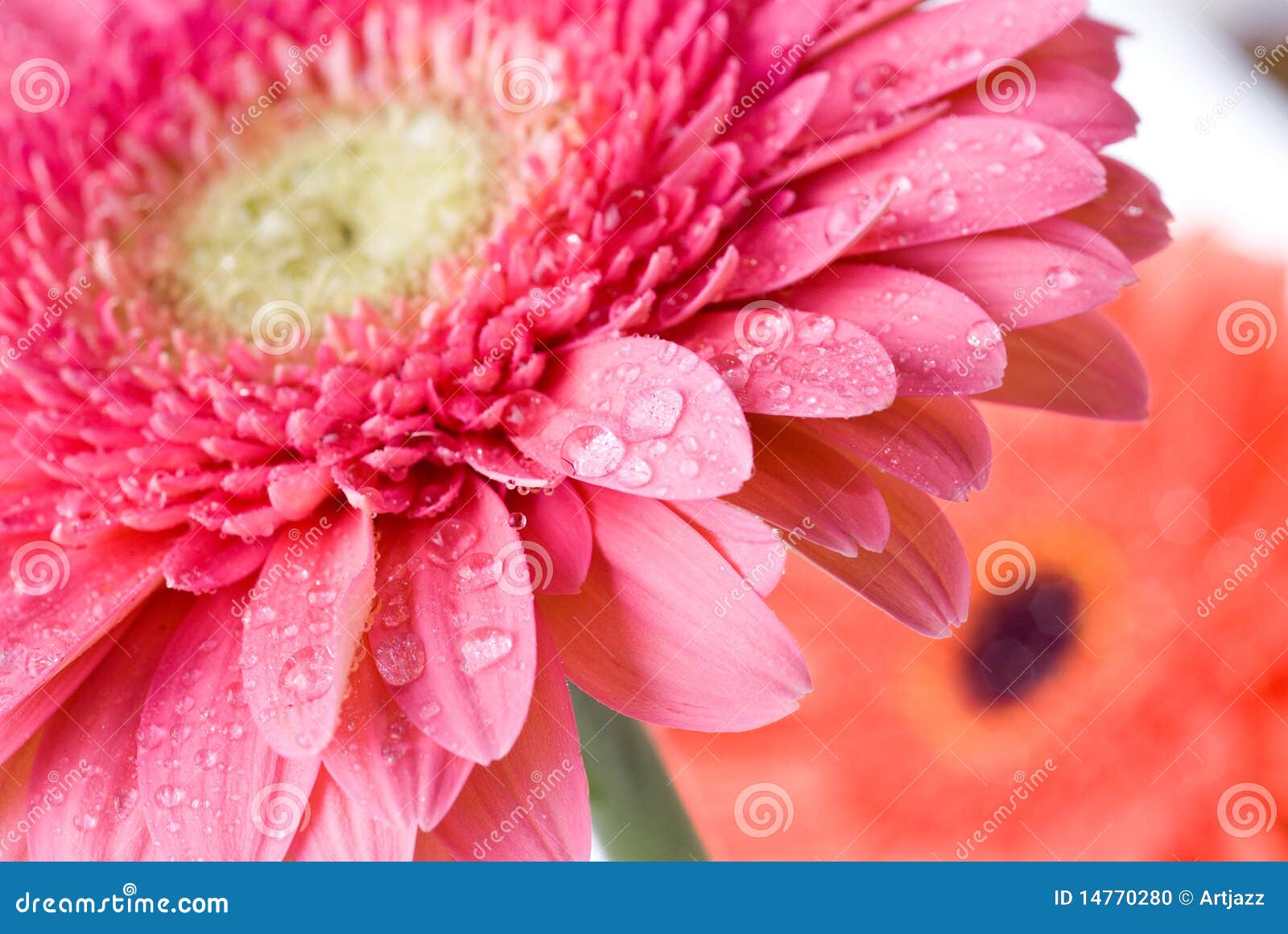 Close-up Pink Daisy-gerbera with Water Drops Stock Photo - Image of ...