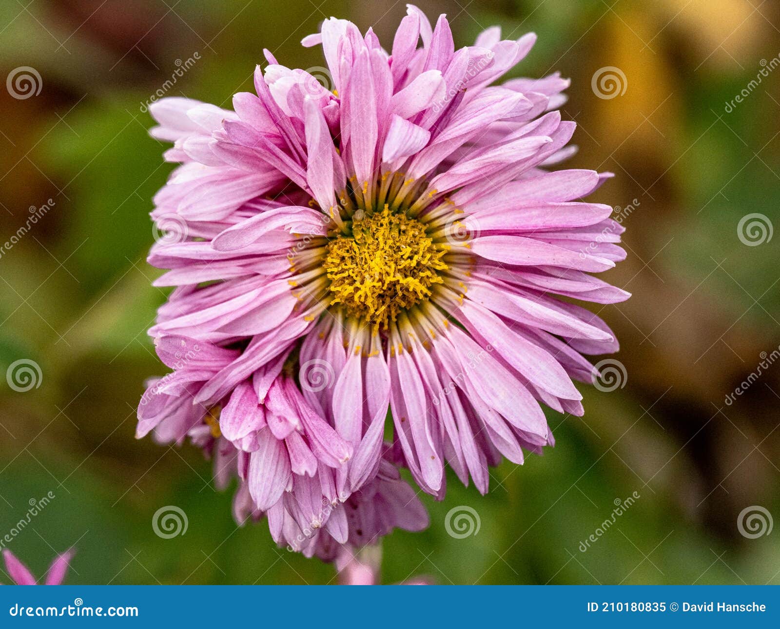 Close Up of Pink Daisy in Late Fall Stock Image - Image of color ...