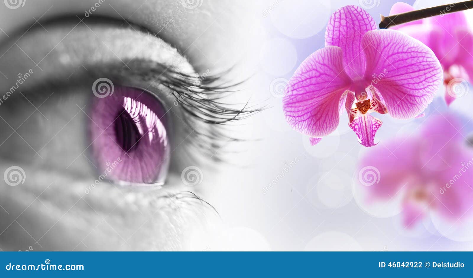 Close Up of a Pink Eye and Flower Stock Photo - Image of look ...