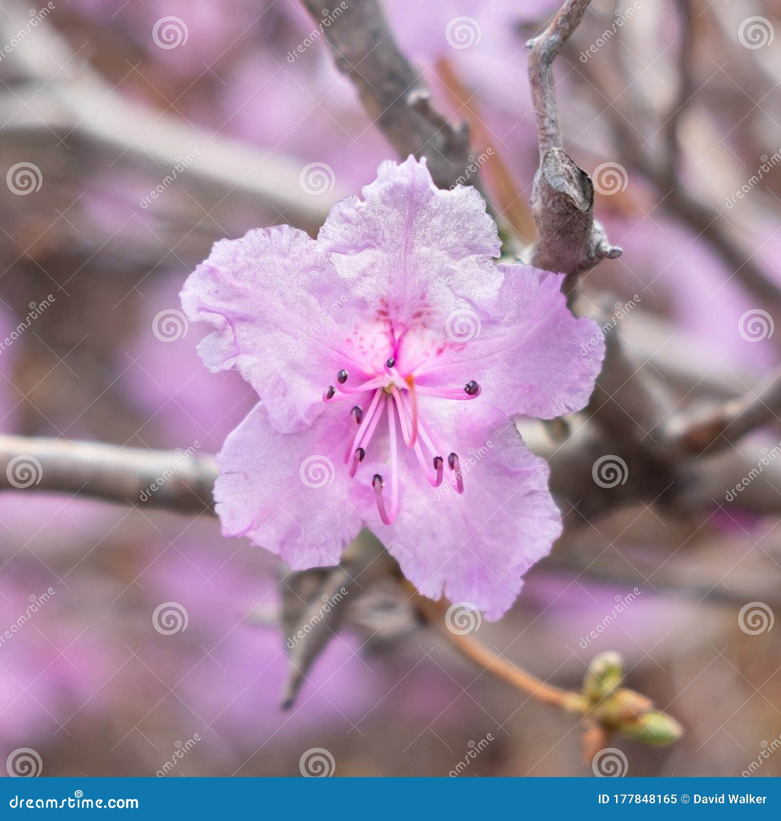 Close up of pink flower. stock image. Image of blond - 177848165