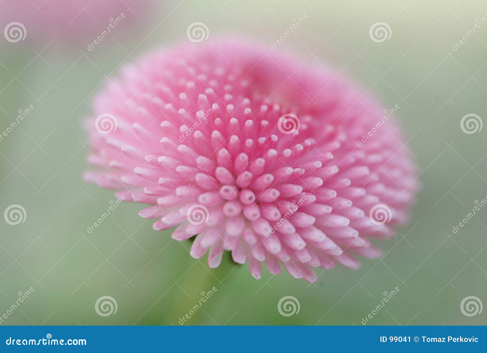 Close-up of a pink flower stock image. Image of harmony - 99041