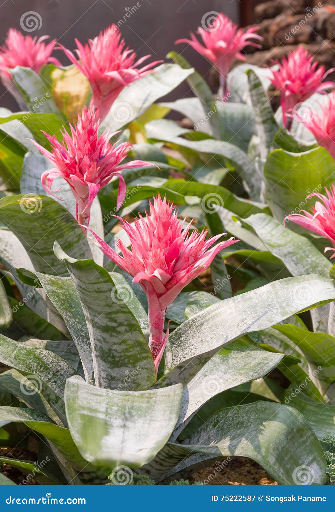 Close Up Pink Flower of Bromeliad Stock Image - Image of tropical ...