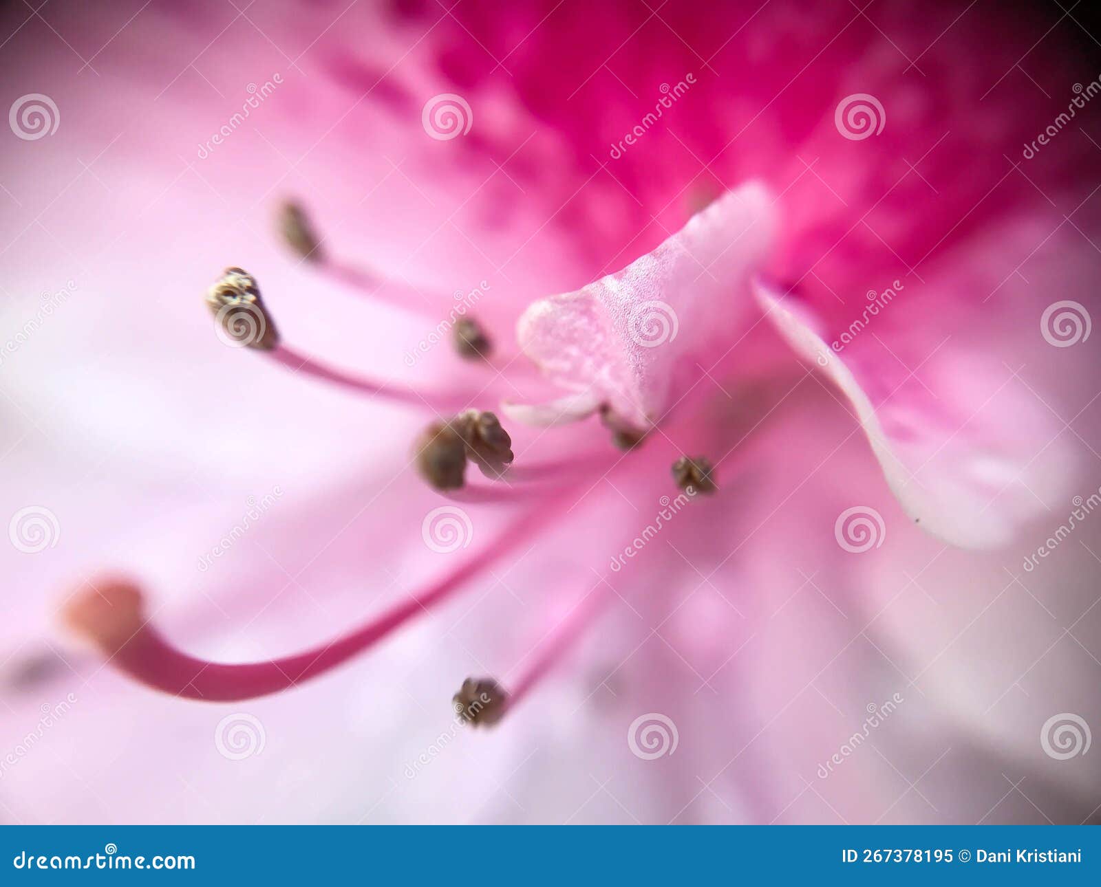 Close Up of Flower Pistil in Morning Stock Image - Image of close ...