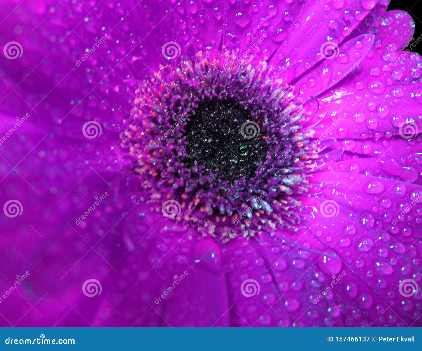 Close Up of Pink Flower with Sprayed Water Drops Stock Image - Image of ...