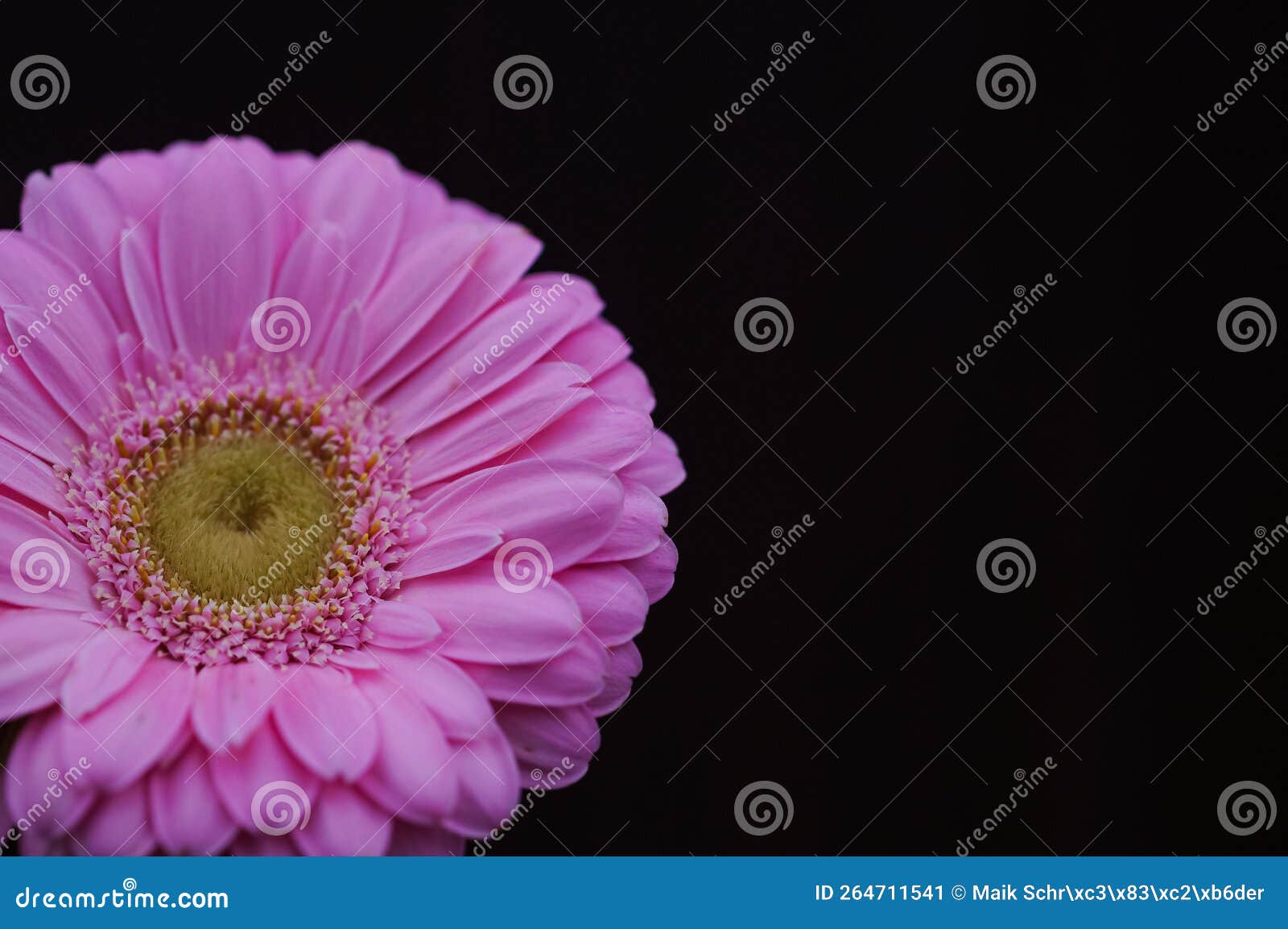 Close Up of a Pink Gerbera or Germini with Black Background with ...