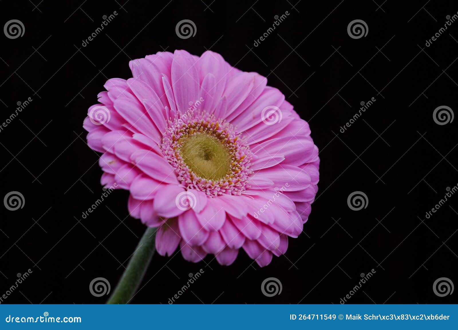 Close Up of a Pink Gerbera or Germini with Black Background with ...