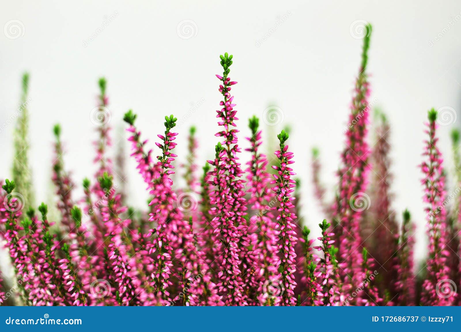 Pink heather flowers stock image. Image of nature, blooming - 172686737