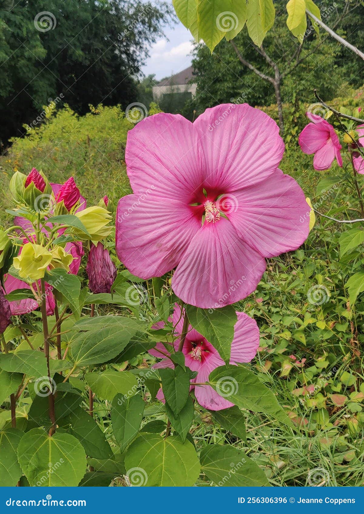 Close-up of a Pink Hibiscus Flower on Foliage Background Stock Photo ... Close-up of a Pink Hibiscus Flower on Foliage Background Stock Photo ...