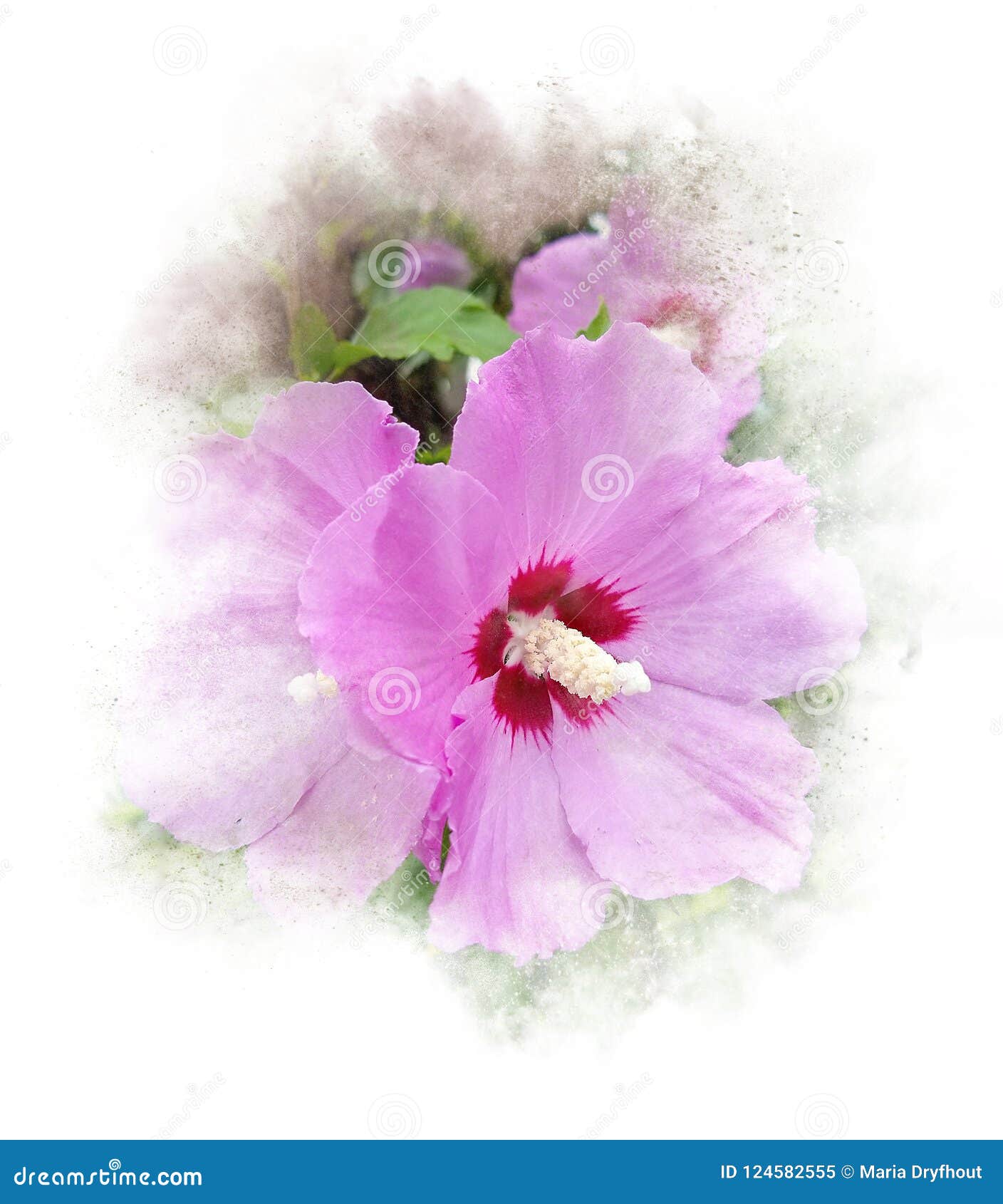 Pink Hibiscus in White Framing Stock Illustration - Illustration of ...