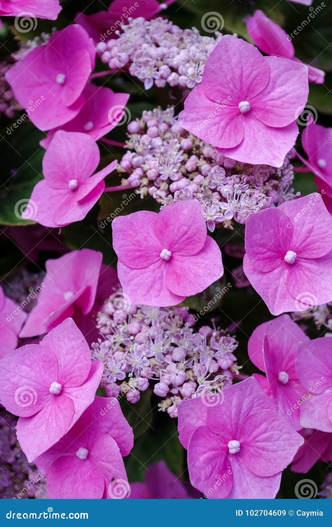 Close Up of Pink Hydrangea Flowers and Sepals. Vertical. Stock Image ...