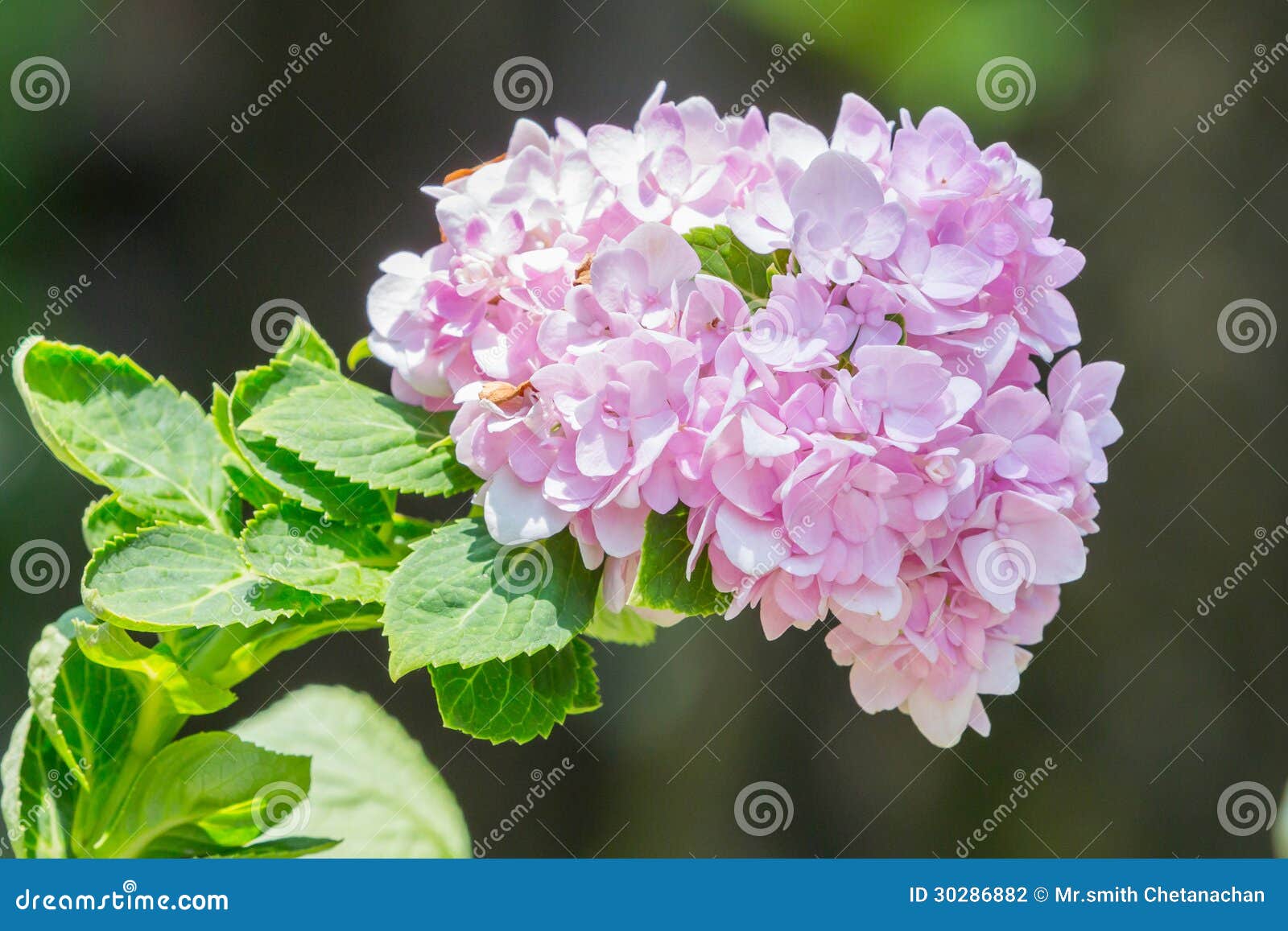 Pink Hydrangea stock photo. Image of elegance, flower - 30286882
