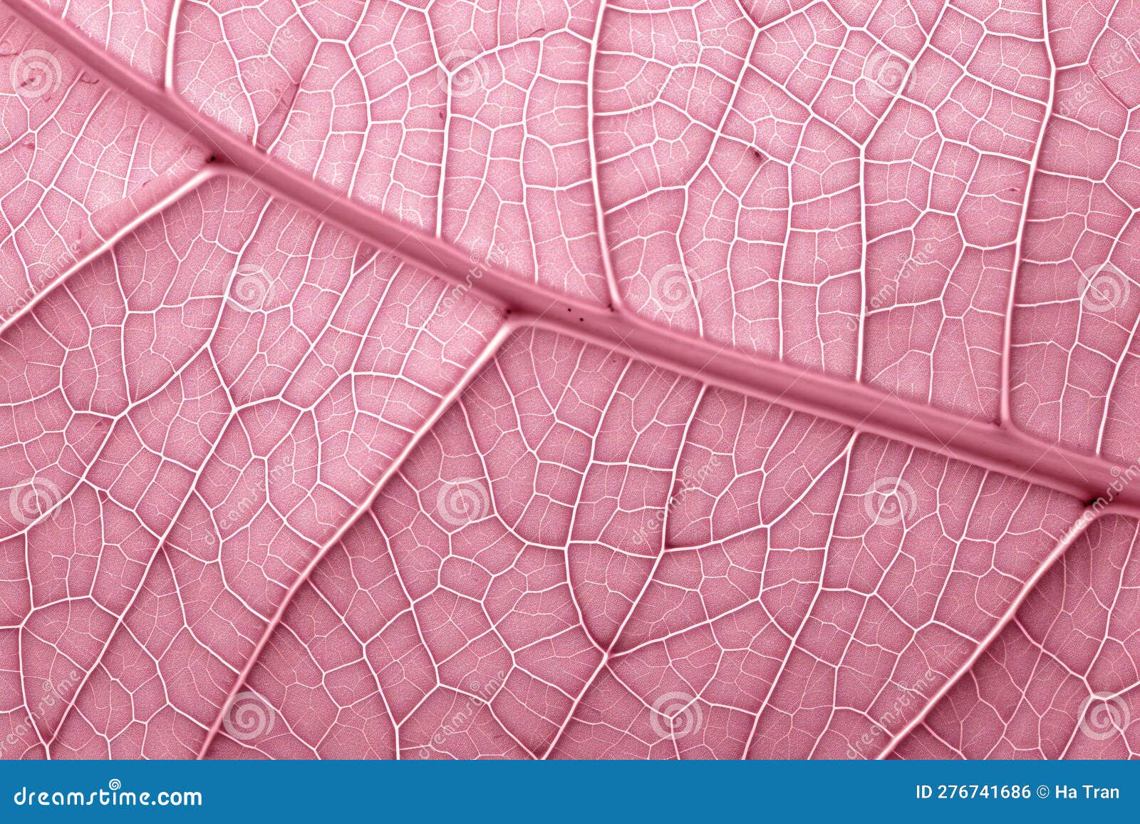 Close Up of Pink Leaf Texture, Abstract Background and Texture for ...
