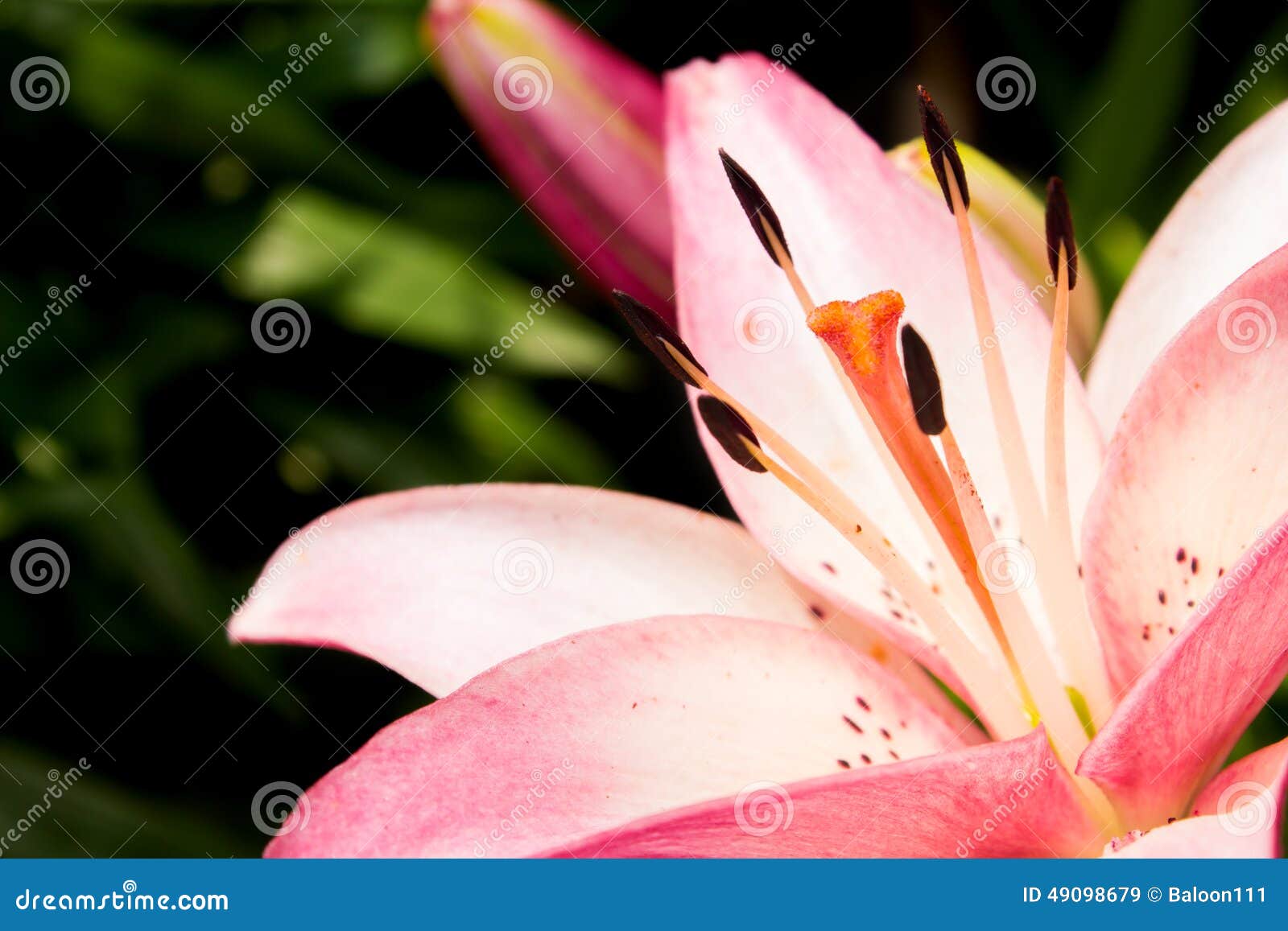 Close up of pink Lilia. stock image. Image of closeup - 49098679
