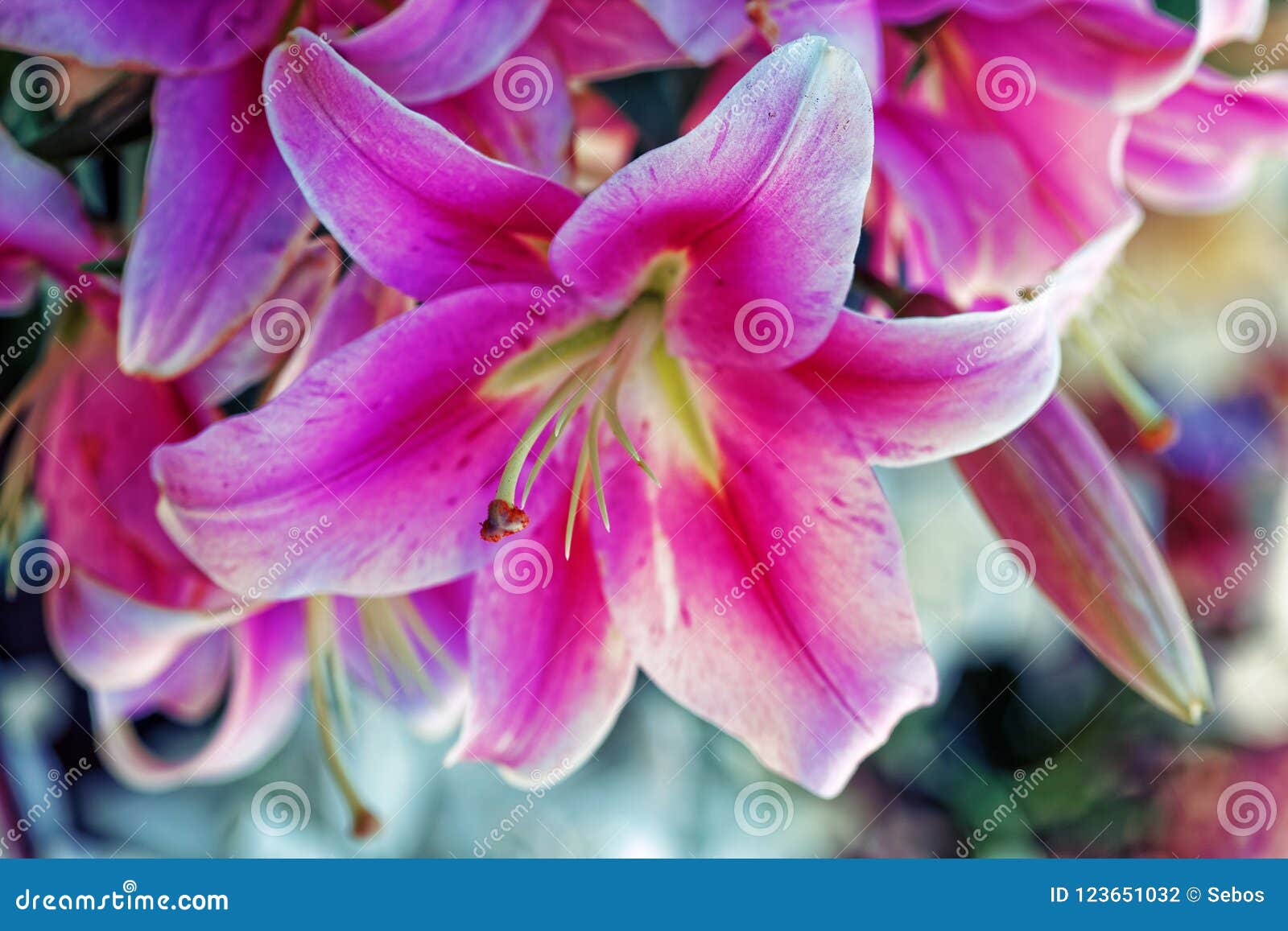 Close Up of a Pink Lily Flower. Shallow Depth of Field Stock Photo ...