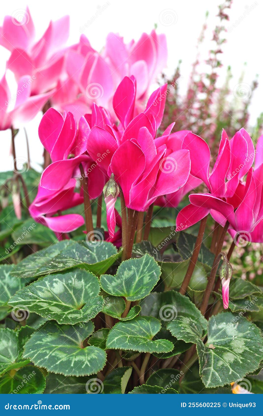 Close Up of Pink Mini Cyclamen Flowers Stock Image - Image of white ...