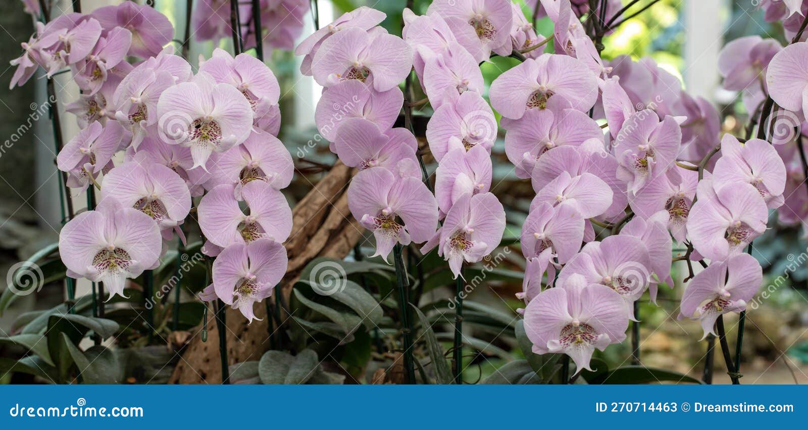 Close-up Pink Orchid in the Garden, Horizontal Shape , Web Banner. Wide ...
