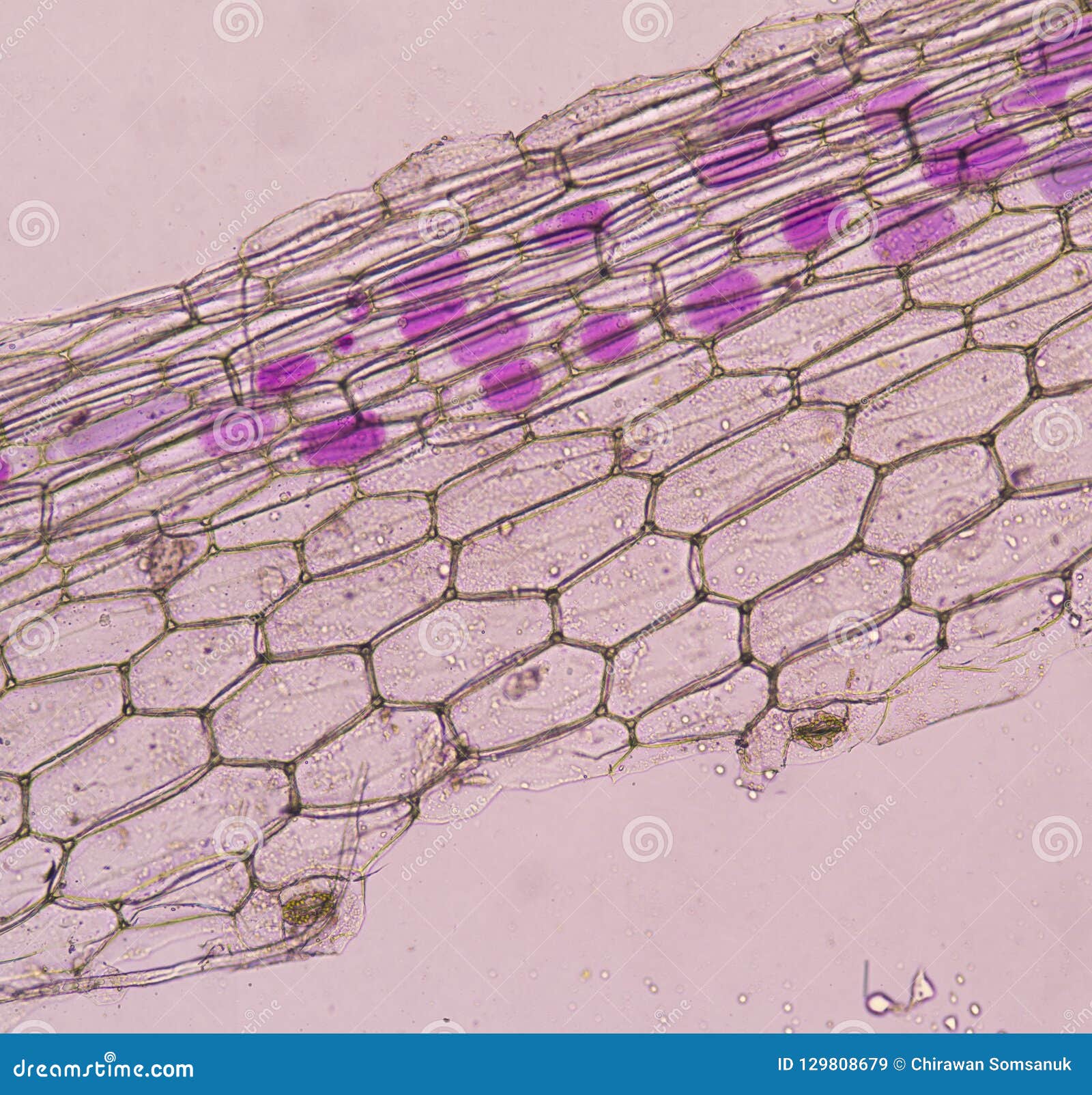 Close Up on Pink Plant Cells. Stock Image - Image of cell, cells: 129808679