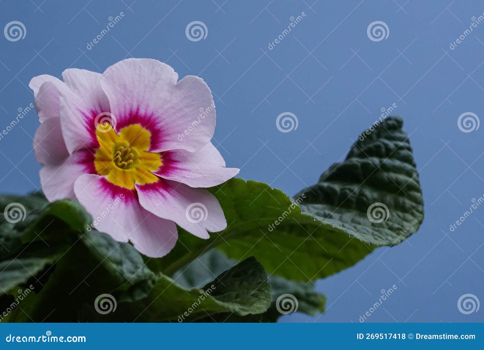 Close Up of a Pink Primrose Spring Flower on Bright Blue Plain ...