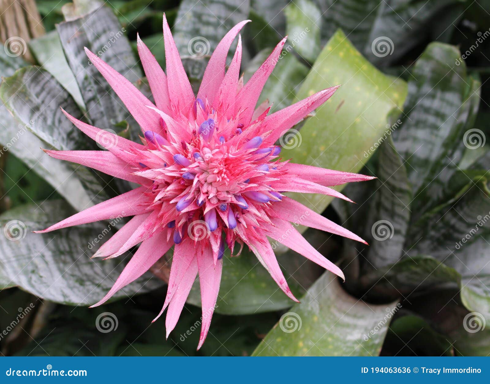 Close Up of a Pink and Purple Bromeliad Flower Stock Photo - Image of ...