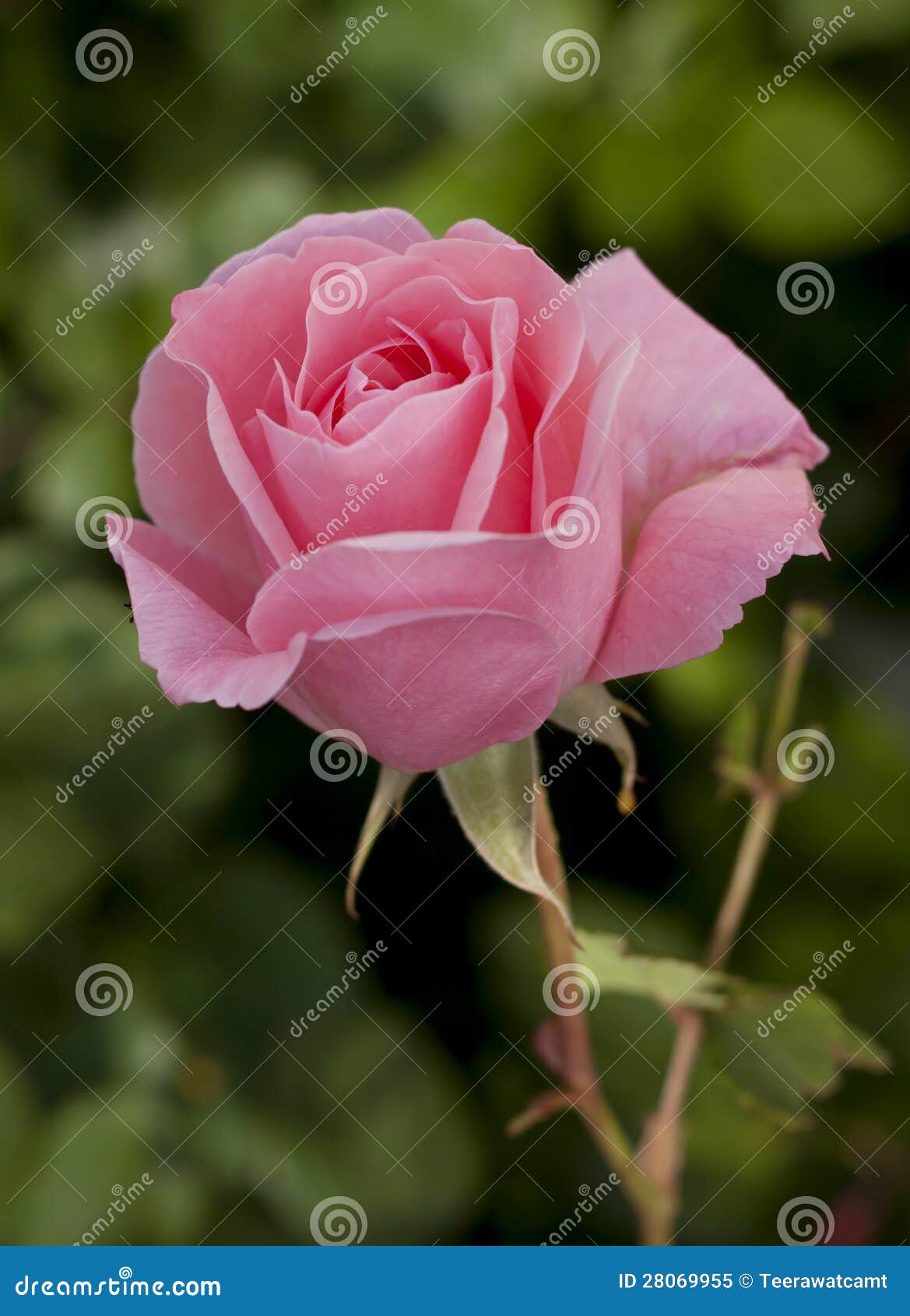 Close-up of pink rose stock image. Image of nature, bouquet - 28069955