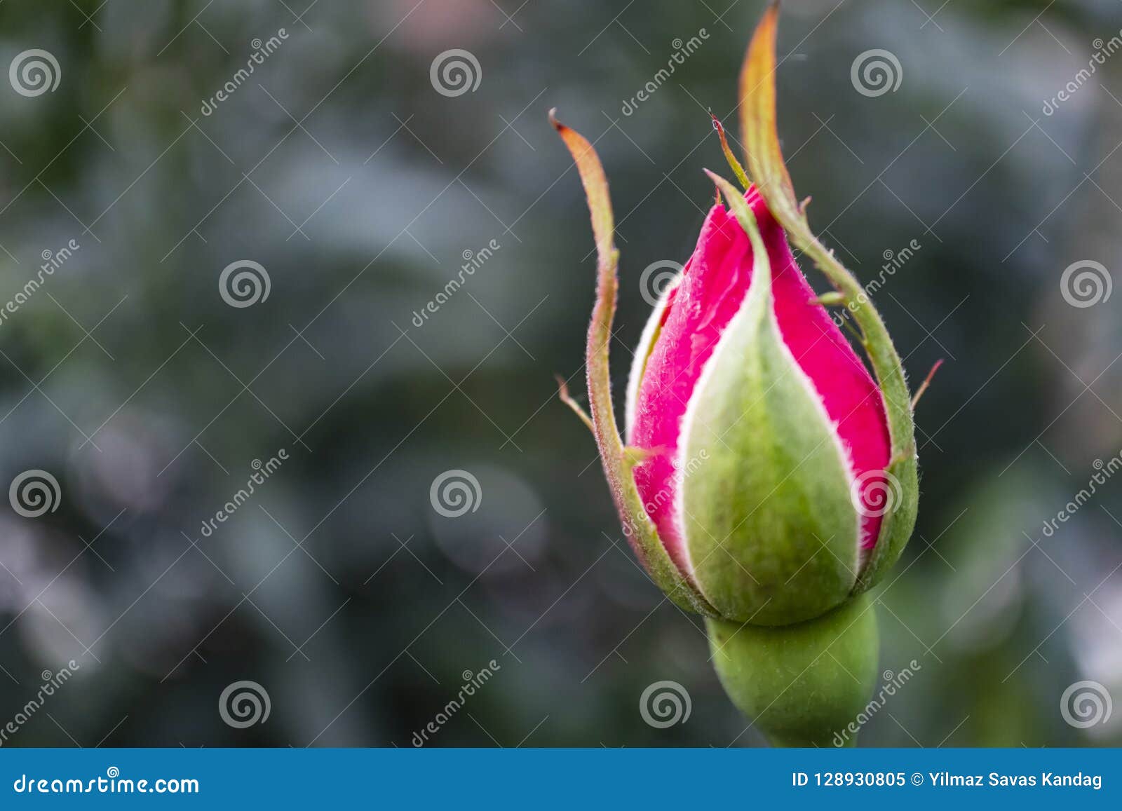 Close Up Pink Rose Bud in Nature Stock Image - Image of white, flora ...