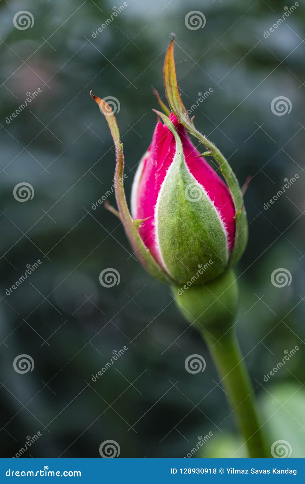 Close Up Pink Rose Bud in Nature Stock Photo - Image of leaf, white ...