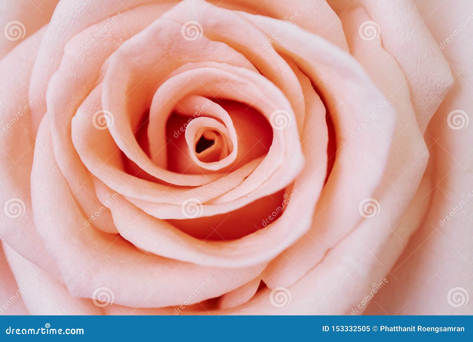 Close Up Pink Rose Flower Soft Focus Stock Image - Image of gift, roses ...