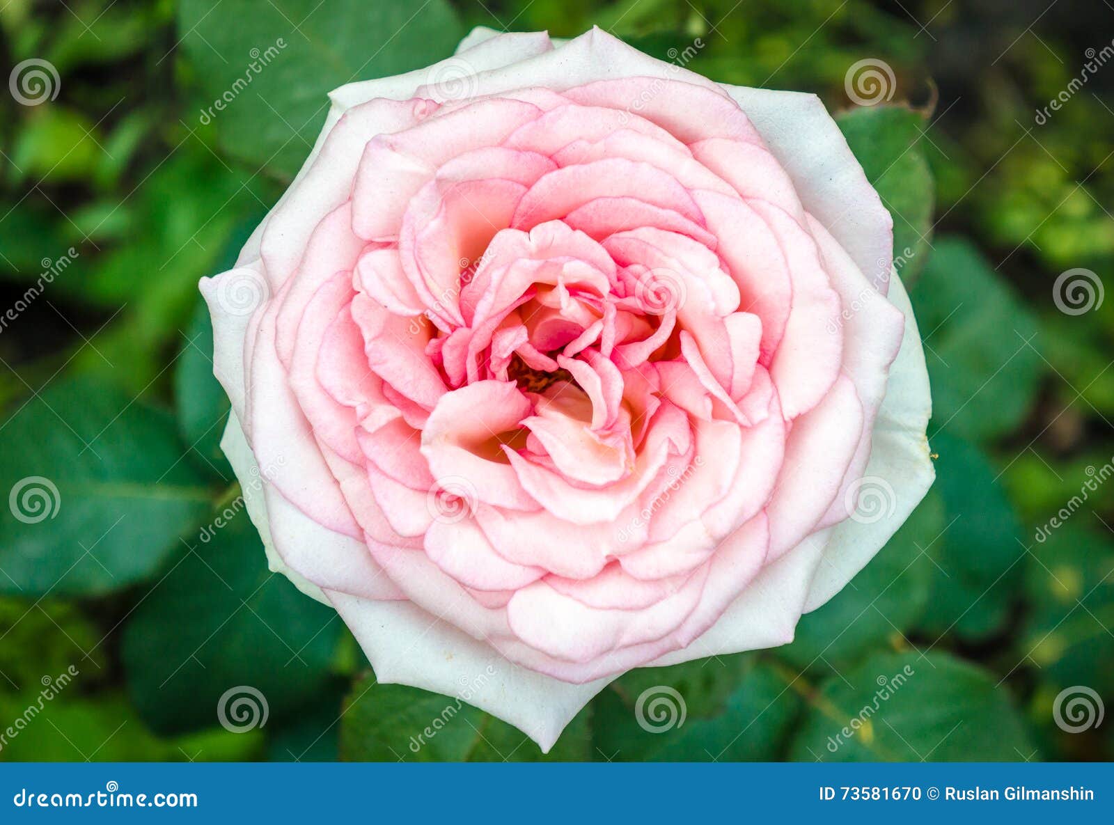Close-up of Pink Rose in a Garden Stock Photo - Image of gardening ...