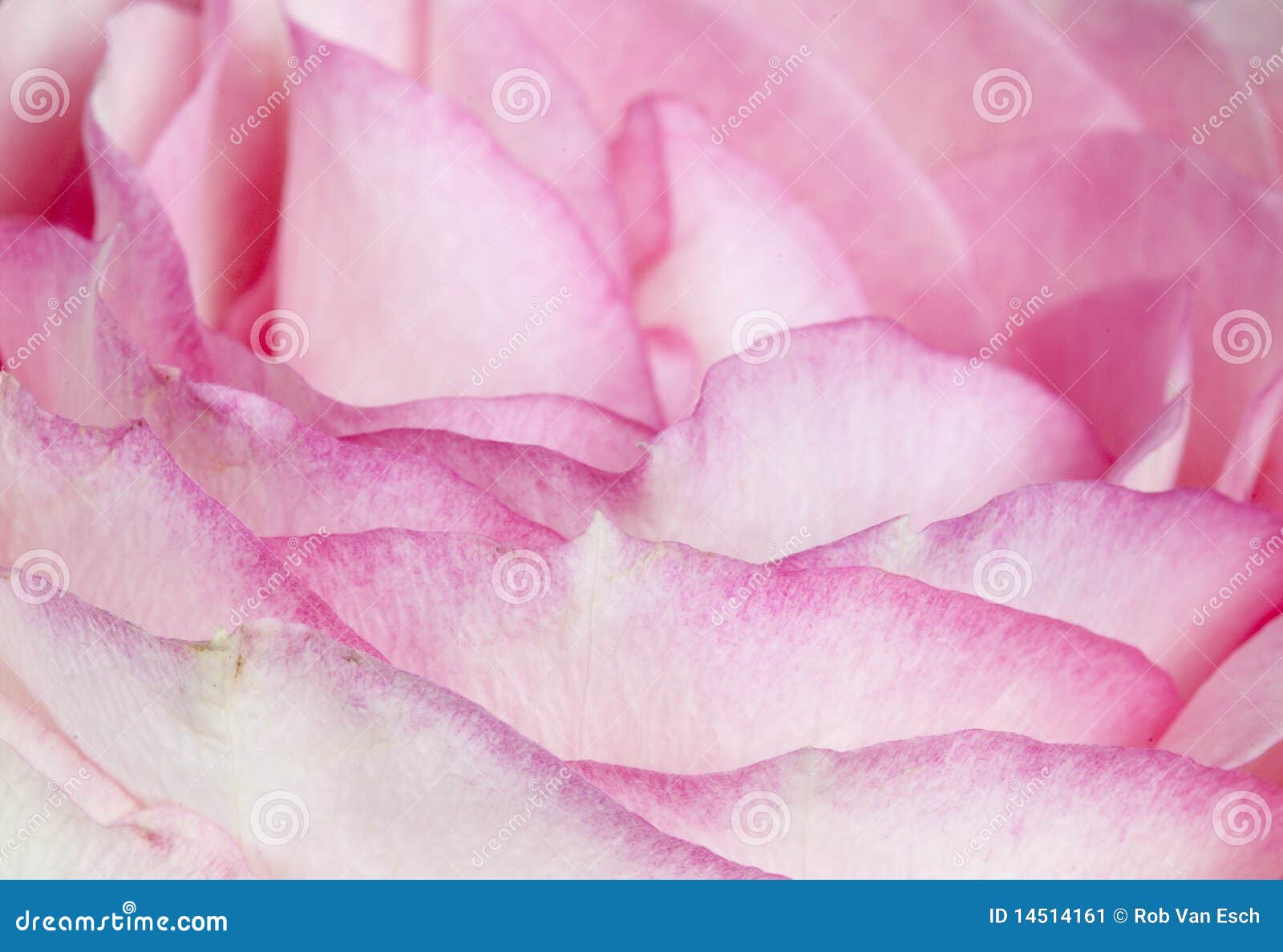 Close Up of Pink Rose Leaves Stock Image - Image of card, natural: 14514161