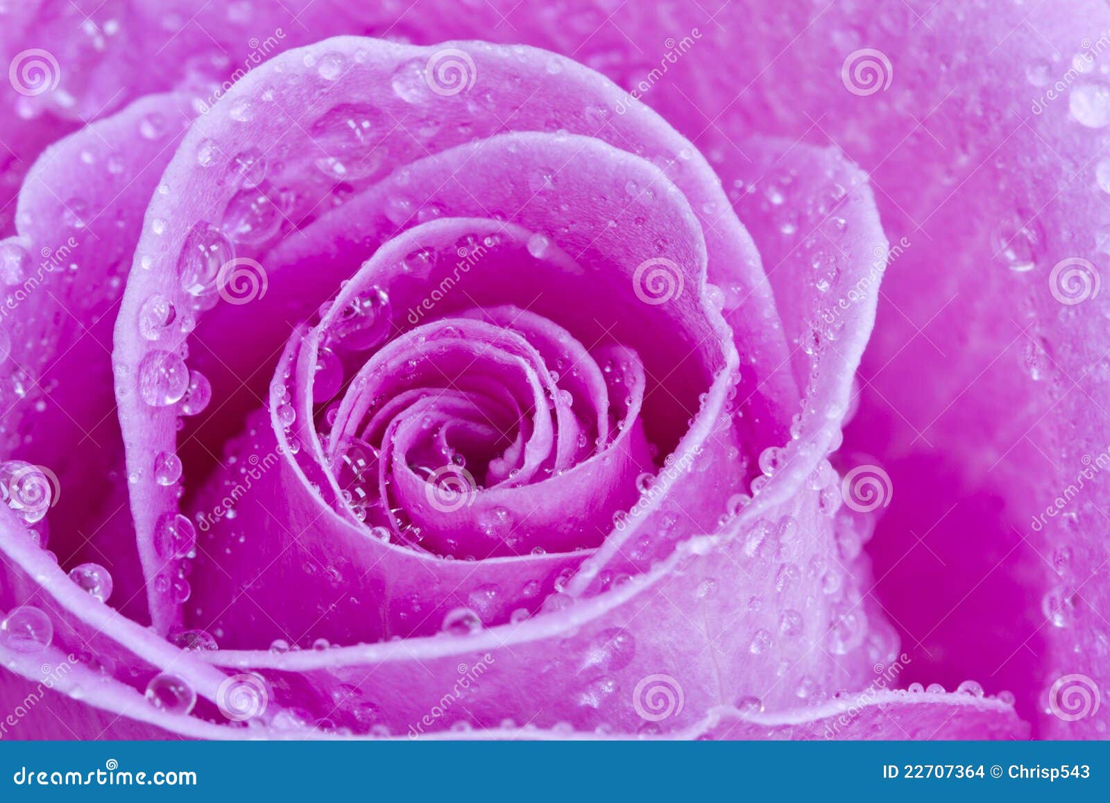 Pink Rose With Raindrops