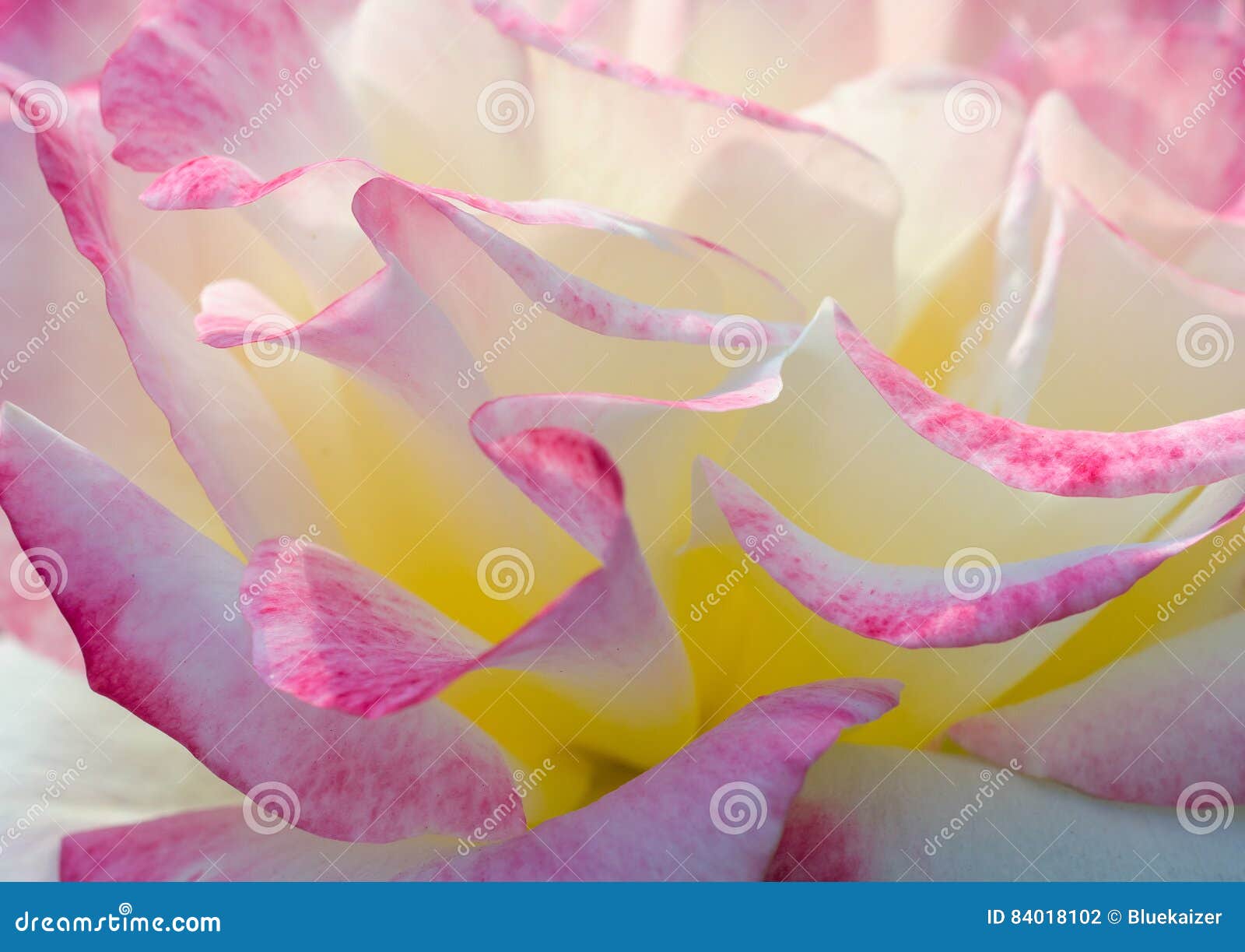 Close Up Pink Rose , Selective Focus Stock Photo - Image of macro ...