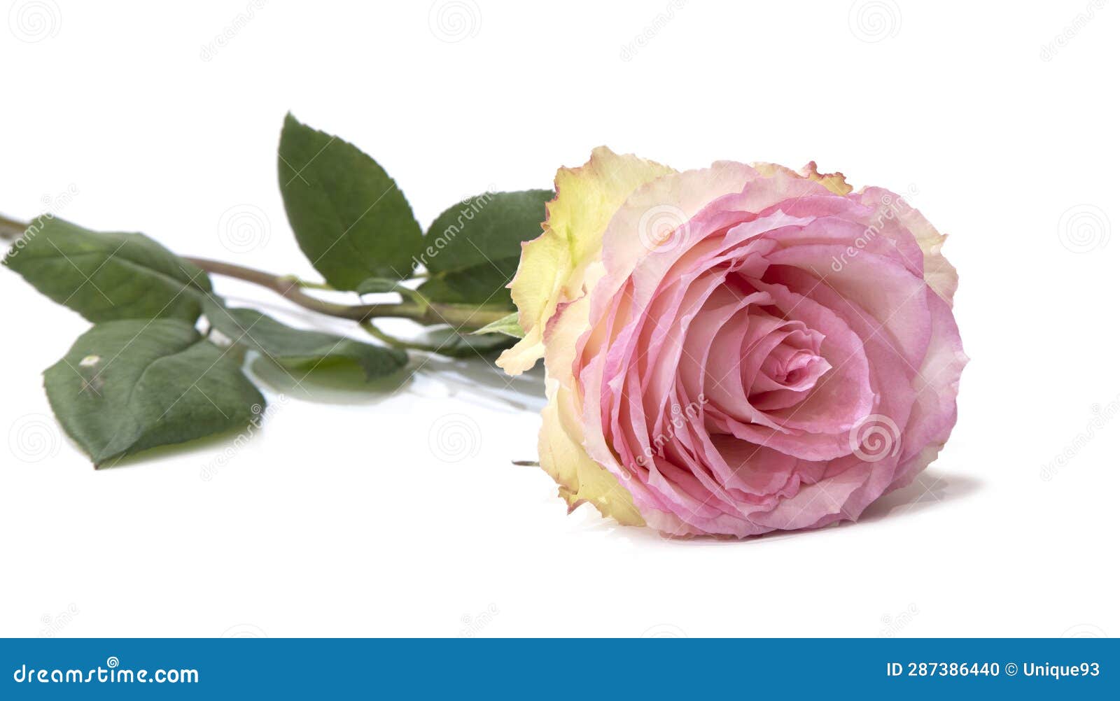 Close-up of Pink Rose with Stem and Leaf Stock Photo - Image of white ...
