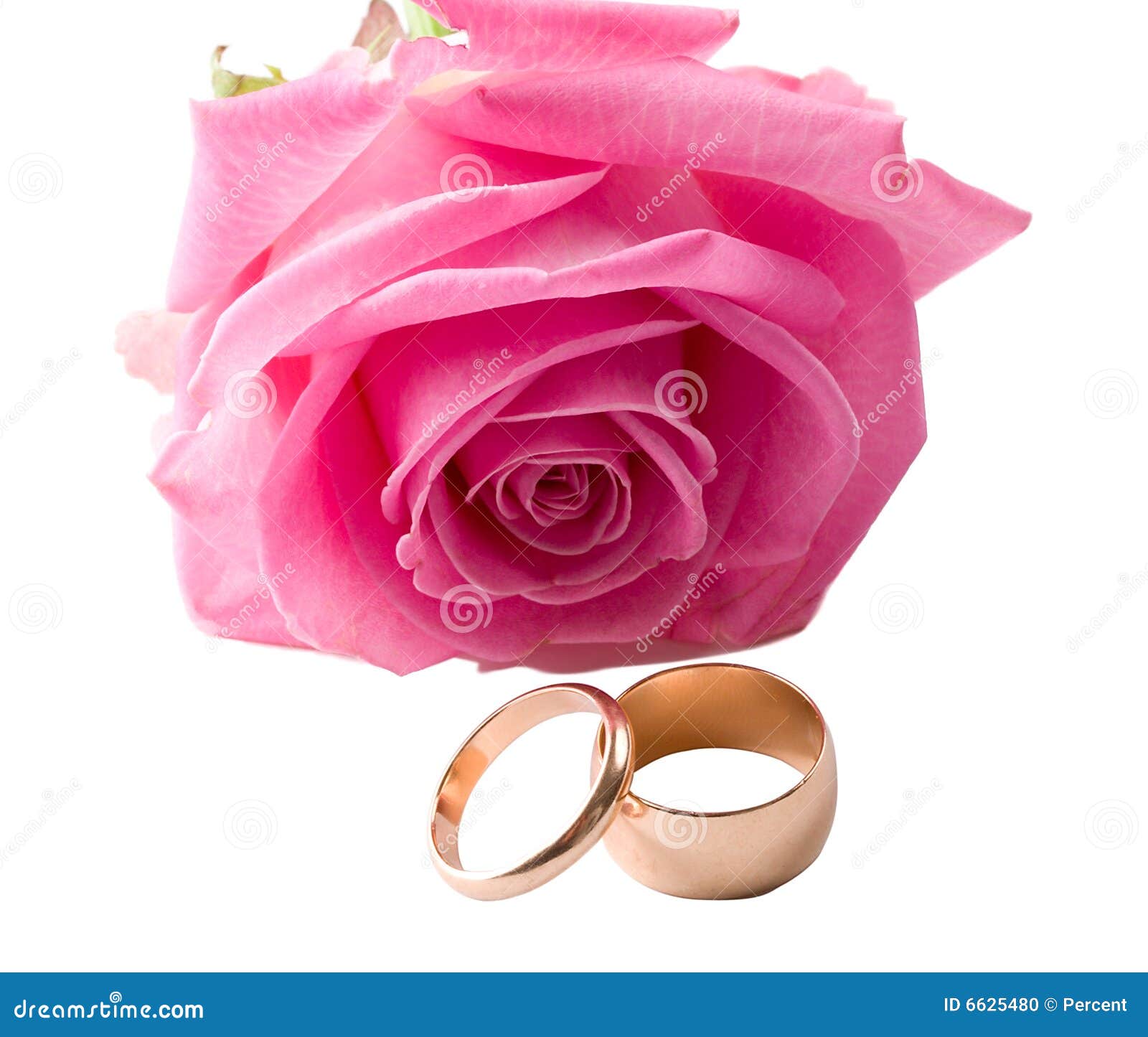 Close-up Pink Rose and Two Wedding Rings Stock Photo - Image of stem ...