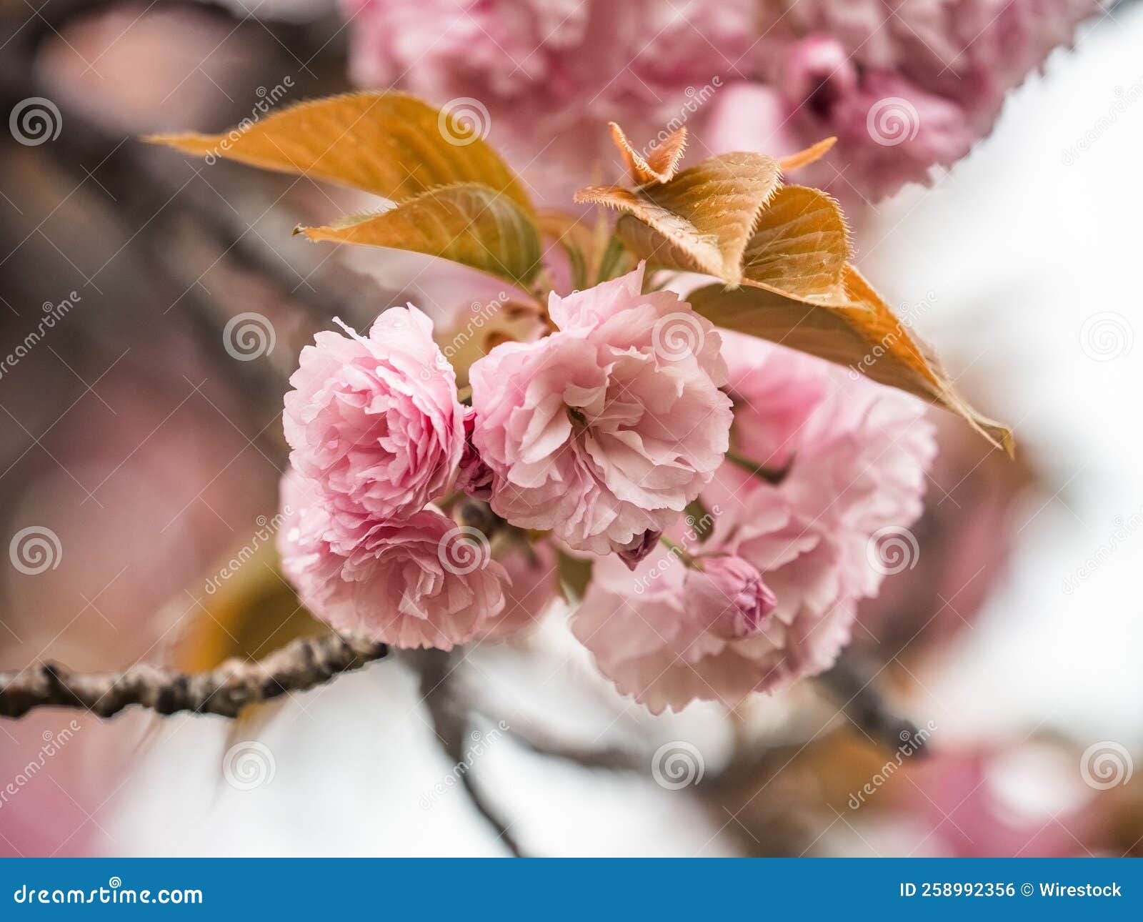 Close Up of Pink Tree Blossoms Stock Photo - Image of flora, aroma ...