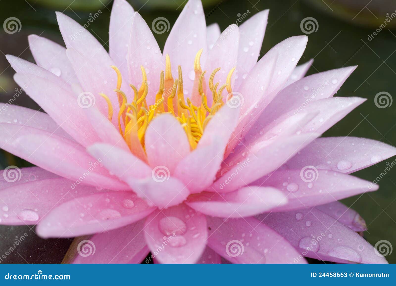Close Up of a Pink Water Lily with Water Drop Stock Image - Image of ...