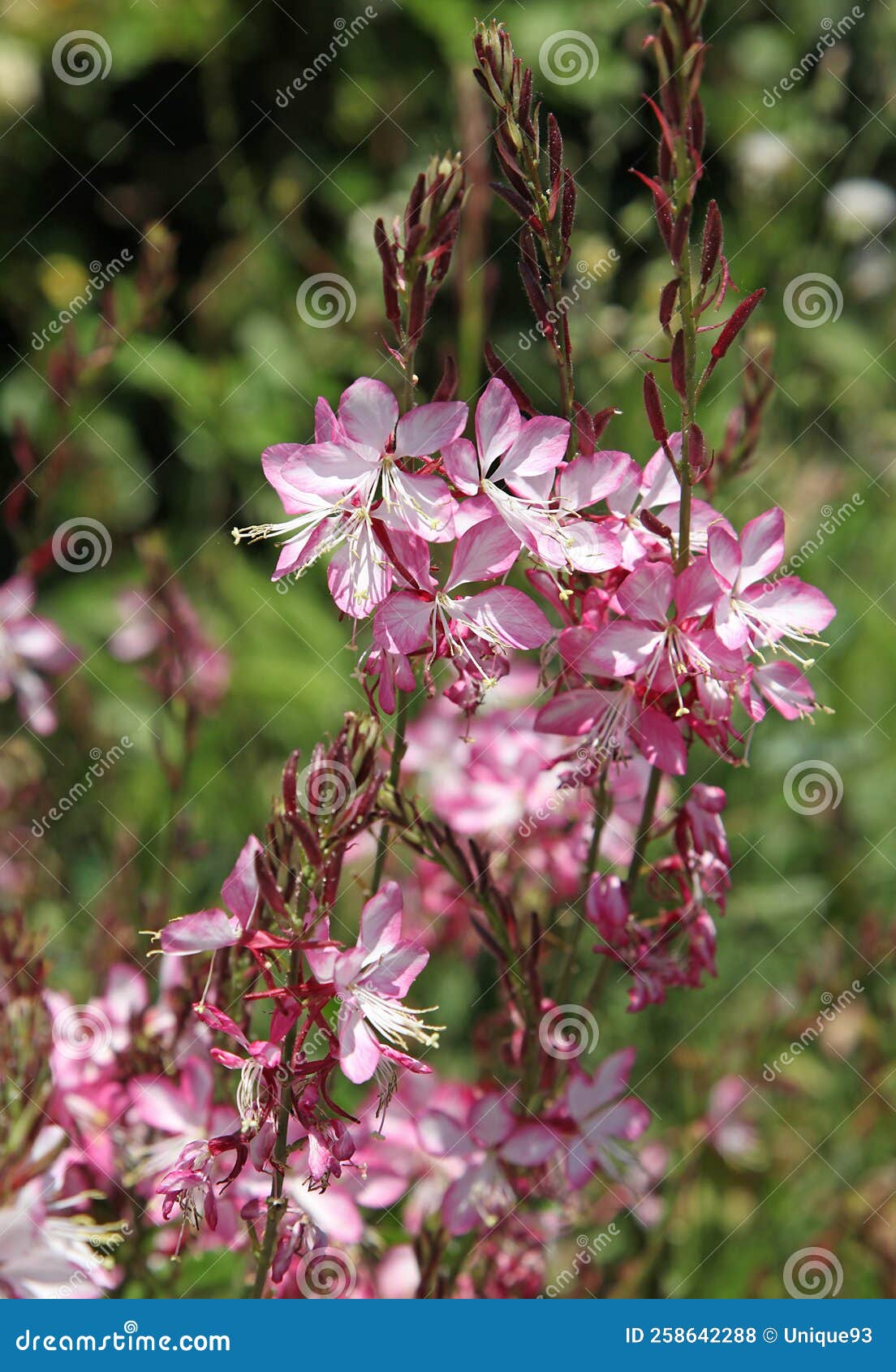 Pink and White Gaura Flowers Stock Photo - Image of stamen, gaura ...