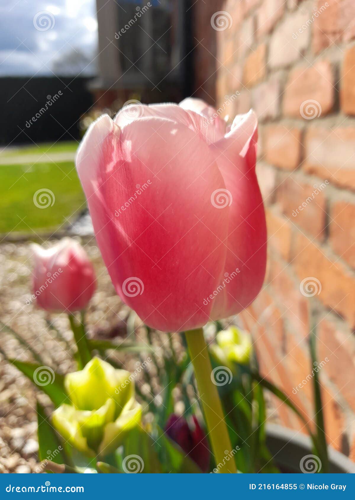 Two Tulips Of Ollioules Hybrid Kind, Also Called Darwin Hybrid Tulip ...